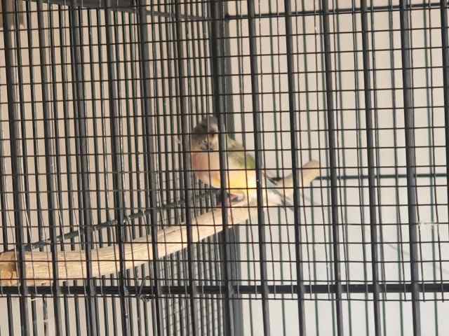 Canaries, Cuban, Gouldian FINCHES FOR SALE | Birds | Gumtree Australia ...