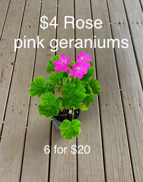 $4 rose pink geraniums / 6 for $20 | Plants | Gumtree Australia ...