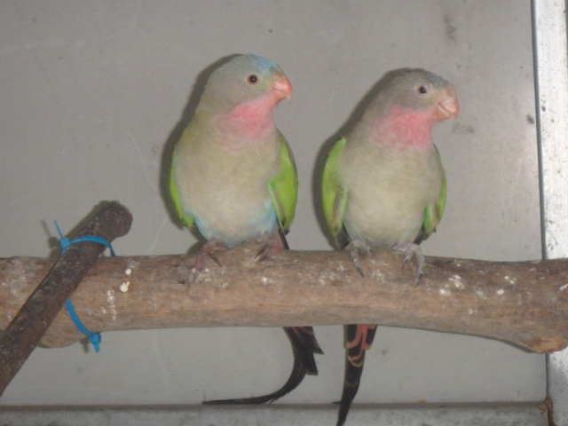 Birds for sale Parrots Princess Hooded Redcap Turk Finches Chestnuts ...
