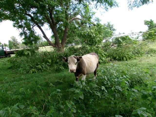 Miniature Panda Bull | Livestock | Gumtree Australia Dalby Area ...