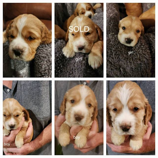 Pure Breed Cocker Spaniel Puppys | Dogs & Puppies | Gumtree Australia ...