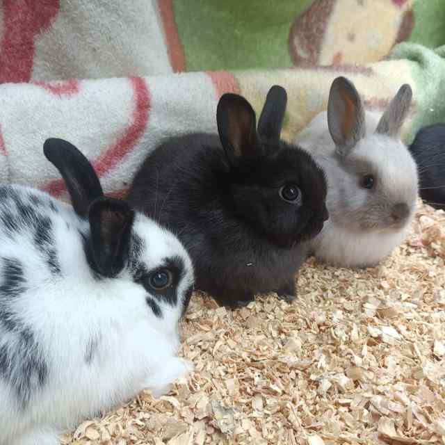Baby Rabbits, Netherland Dwarf/Mini Lop | Rabbits | Gumtree Australia ...