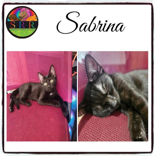 Sabrina - Soquilichi Rescue Ranch | Cats & Kittens | Gumtree Australia ...