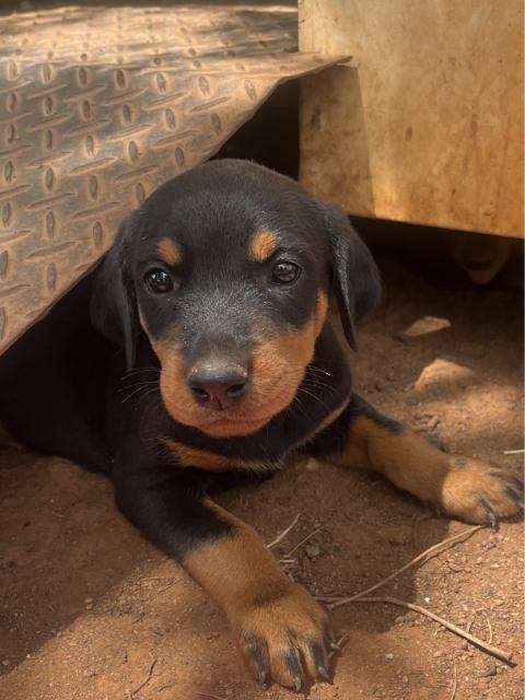 Rottermans | Dogs & Puppies | Gumtree Australia Young Area - Young ...