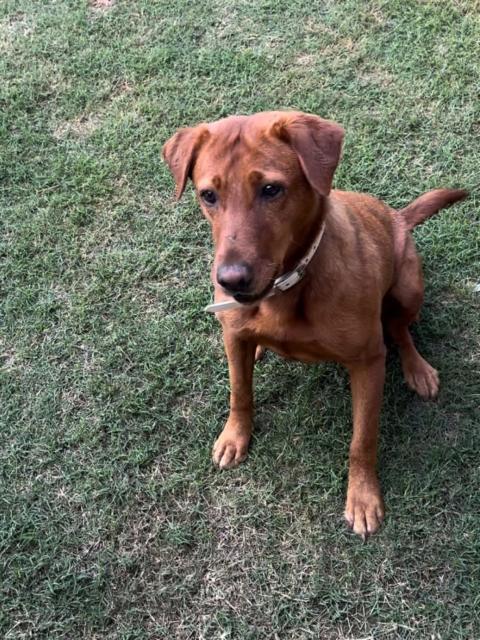 Affectionate Working line labrador looking for forever home | Dogs ...