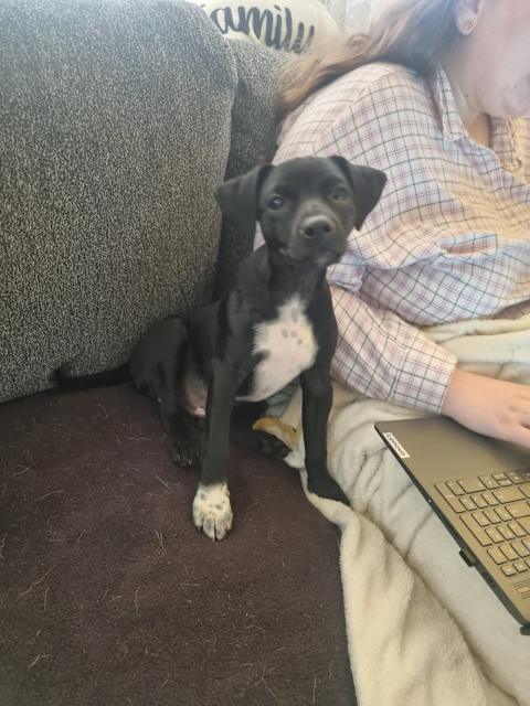 Thunder - Perth Animal Rescue inc Vet work dog/puppy | Dogs & Puppies ...