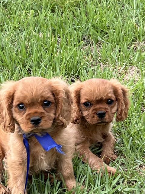 King Charles Cavalier Spaniel Puppies | Dogs & Puppies | Gumtree ...