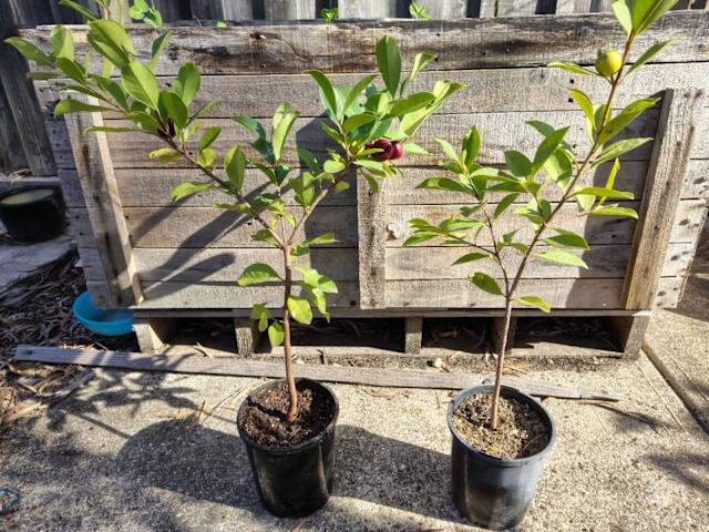 Pair of fruiting cherry guava/strawberry guava plants (75cm tall ...