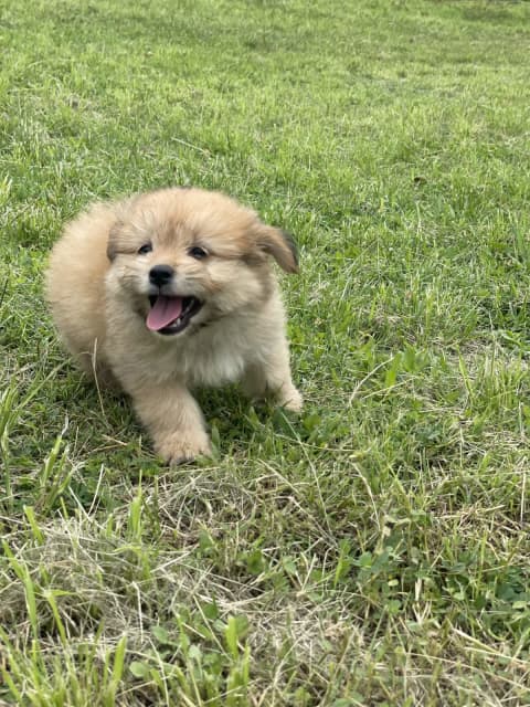 Pomeranian poppy | Dogs & Puppies | Gumtree Australia Brisbane South ...