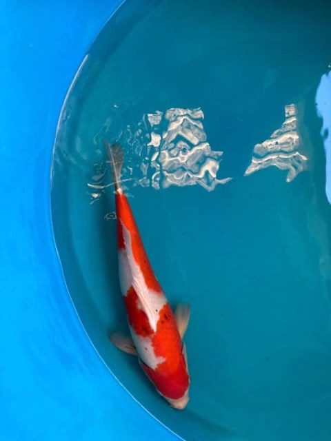 Koi Fish for sale | Fish | Gumtree Australia Canning Area - Riverton ...