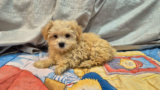 Adorable Toy Moodle puppies 1 Male available | Dogs & Puppies | Gumtree ...