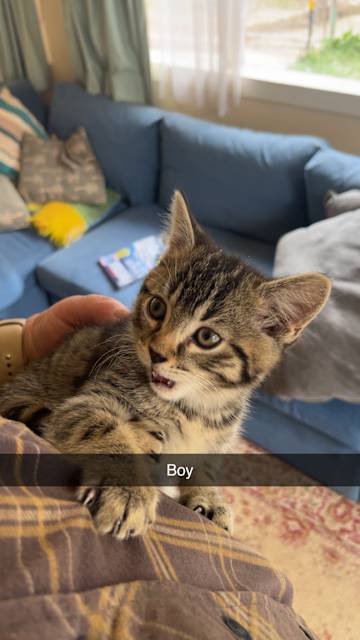 Kittens one boy and one girl | Cats & Kittens | Gumtree Australia ...