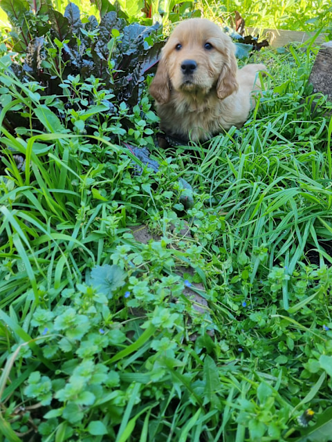 Golden retriever puppies | Dogs & Puppies | Gumtree Australia Hume Area ...