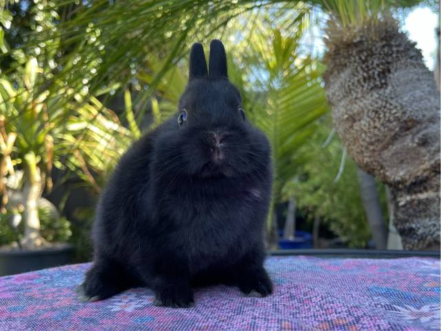 Netherland dwarf rabbits, purebred 🎄available just before Christmas ...