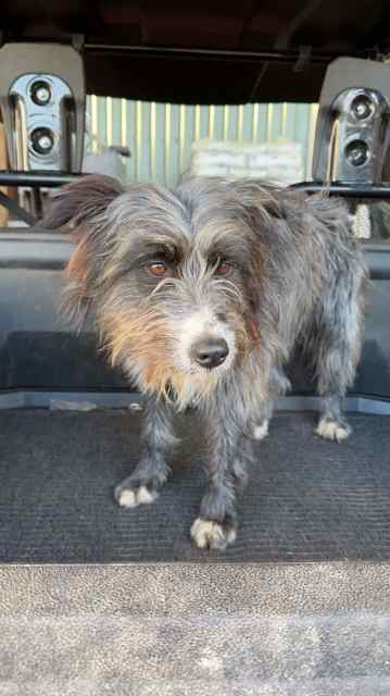 Purebred Smithfield | Dogs & Puppies | Gumtree Australia Dorset Area ...