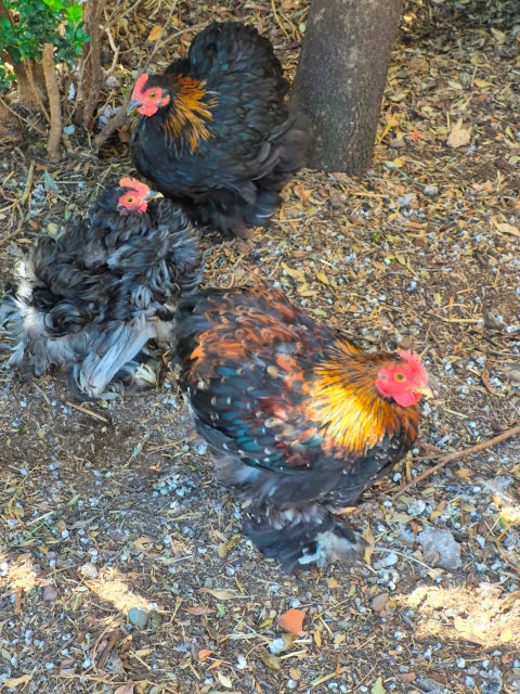 Quail & Chickens - incl King & Jap quail, Bantam Pekin, aussie game he ...