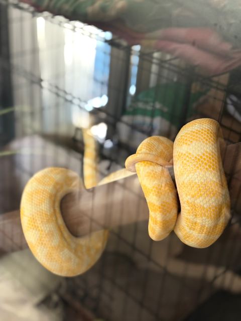 Albino Darwin Carpet Python with Enclosure | Reptiles & Amphibians ...