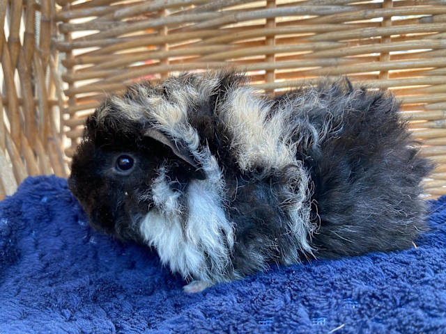 Male Guinea Pigs Alpaca, Sheltie, Peruvian | Other Pets | Gumtree ...