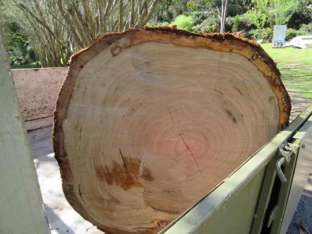 Massive timber trunk stump stand log base gum tree fresh for craft ...