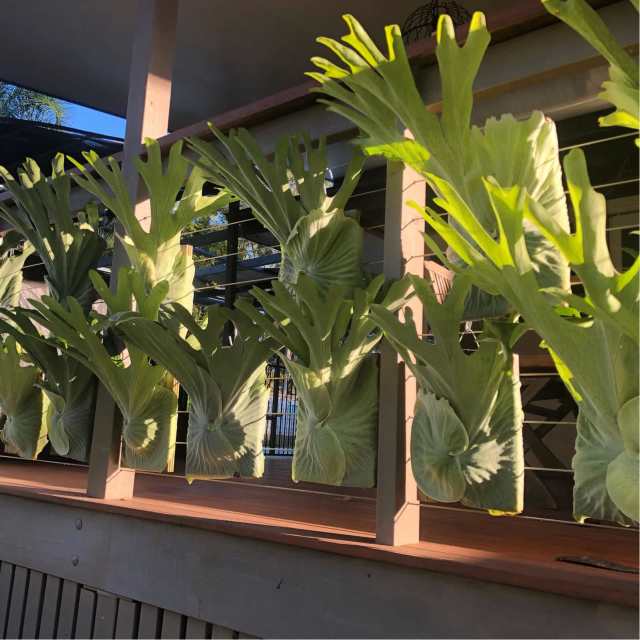 Australian Staghorn Platycerium superbum - Plants in Pinjarra Hills QLD ...