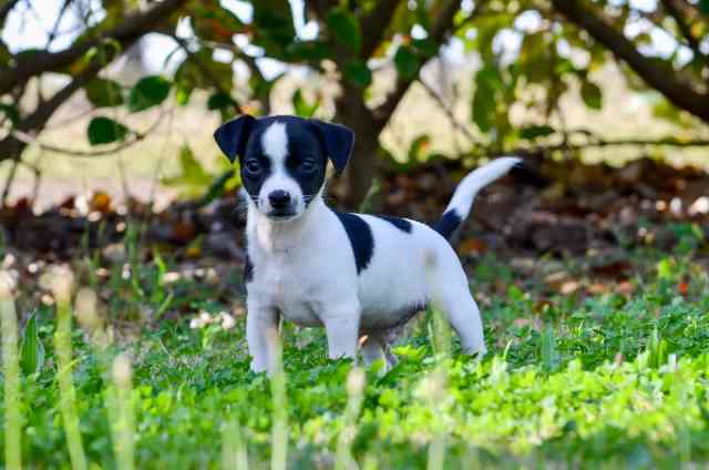 MFCA Registered Pedigree Mini Foxie | Dogs & Puppies | Gumtree ...