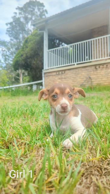 Mini Foxies - Only two left | Dogs & Puppies | Gumtree Australia The ...