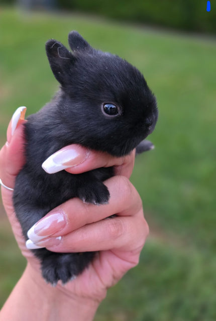 Pure breed Netherlands dwarf rabbits | Rabbits | Gumtree Australia ...