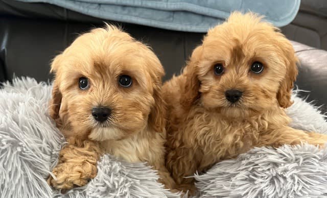 Toy Cavoodle Puppies First Generation | Dogs & Puppies | Gumtree ...