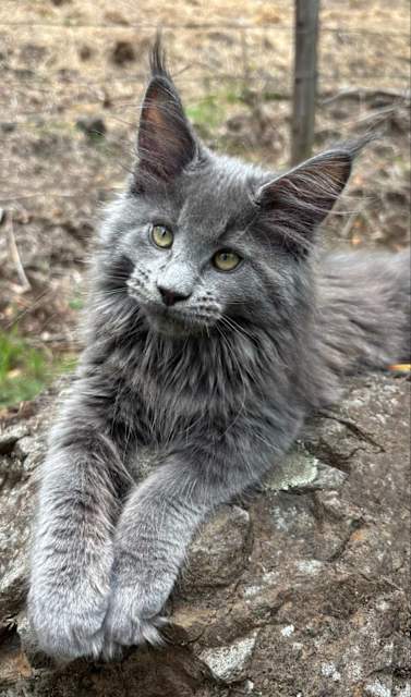 Maine Coone Kittens | Cats & Kittens | Gumtree Australia Ipswich South ...