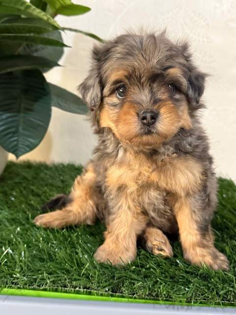 Exquisite Toy Pomapoo puppies | Dogs & Puppies | Gumtree Australia ...