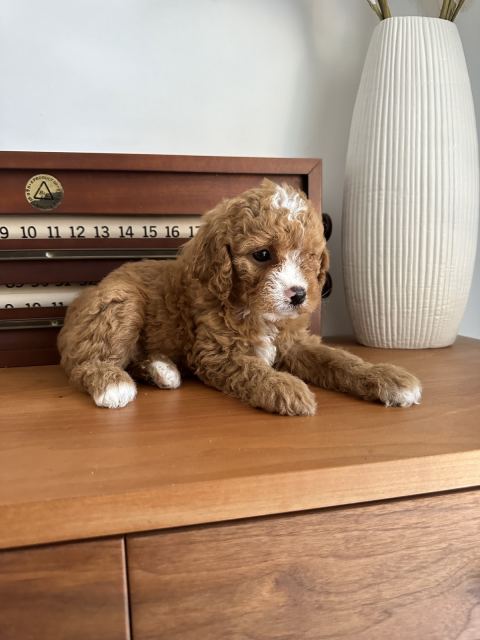 Cutest Ruby and White Cavoodle Puppy, Last Girl | Dogs & Puppies ...