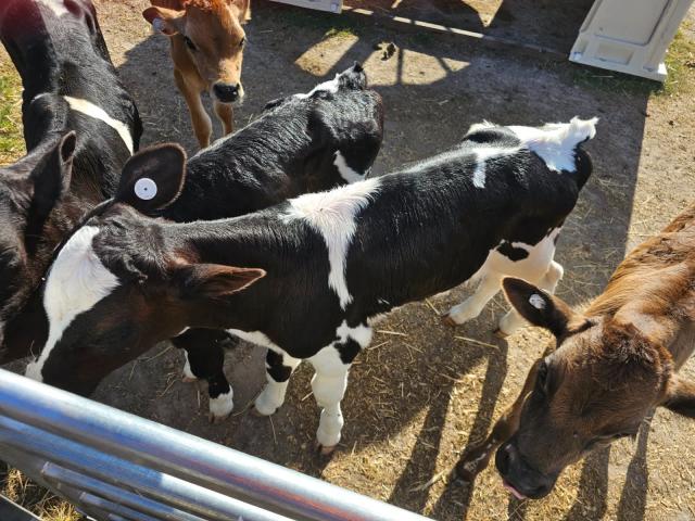 Fresian poddy calf/calves | Livestock | Gumtree Australia Somerset Area ...