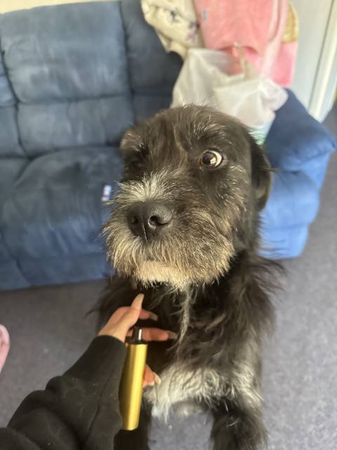 Kennel dog / labrador cross /Shih Tzu | Dogs & Puppies | Gumtree ...