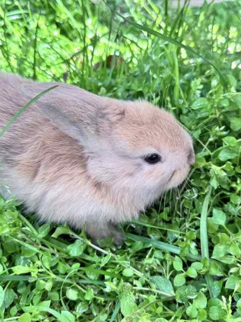 7 min dwarf lop cross dwarf lop rabbits | Rabbits | Gumtree Australia ...