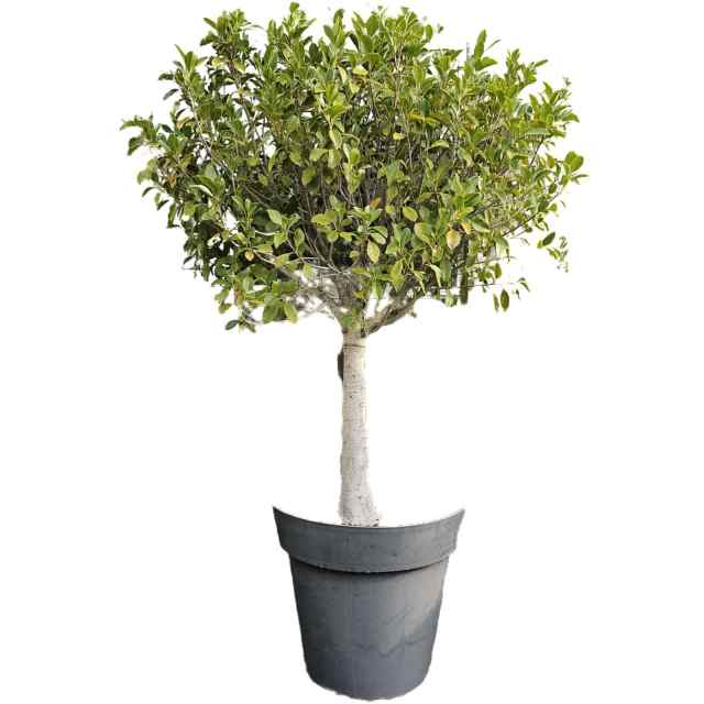 Standard Ficus Plant - 12 years old in pot - healthy, possibly garden ...