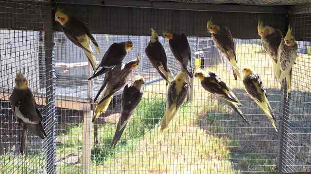 Adult Aviary Weiros, Cockatiels | Birds | Gumtree Australia Bunbury ...