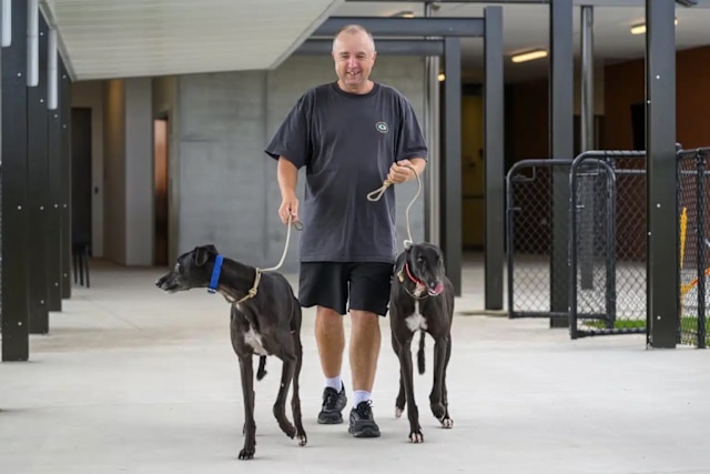 Greyhound Kennel Position - Kennel Hand, Handler | Other | Gumtree ...