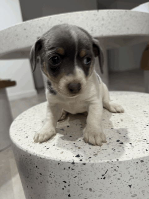 Purebred Mini Foxy Pups | Dogs & Puppies | Gumtree Australia ...