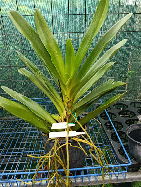 Angraecum eburneum comet Orchid - Plants in Eagleby QLD | Gumtree Australia