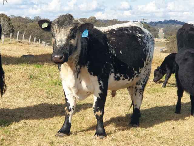 Freckle the Speckle Park Bull | Livestock | Gumtree Australia Toowoomba ...