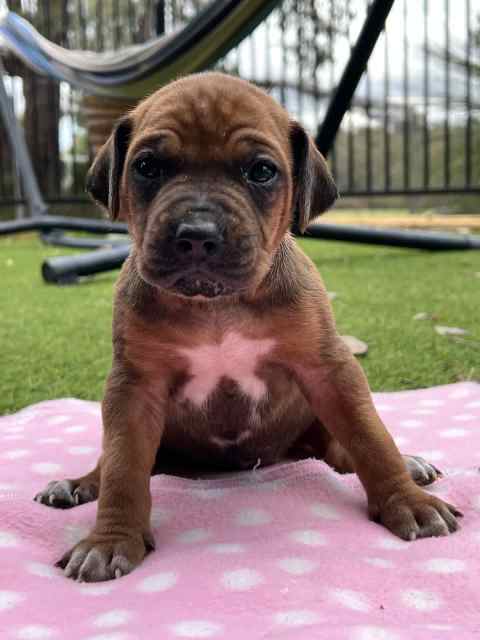 Purebred Rhodesian Ridgeback Puppies | Dogs & Puppies | Gumtree ...