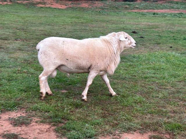 Aussie white ram | Livestock | Gumtree Australia Gunnedah Area ...