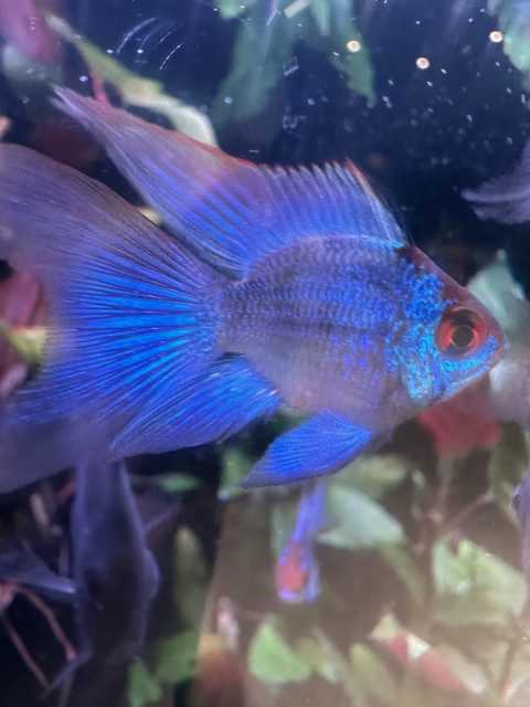 F1 Altum Angels & Long Fin Neon Rams | Fish | Gumtree Australia Ryde ...