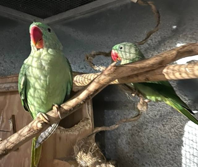 Weaned aviary raised baby Alexandrine | Birds | Gumtree Australia ...