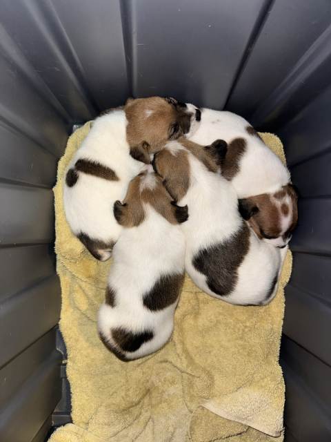 Jack Russell Stumpy Tail Pups | Dogs & Puppies | Gumtree Australia ...
