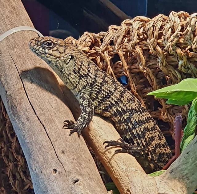 Cunningham skink and Bearded dragon adults available | Reptiles ...
