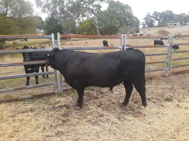 Angus Bulls LEASE or BUY | Livestock | Gumtree Australia Mount Barker Area - Mount Barker ...