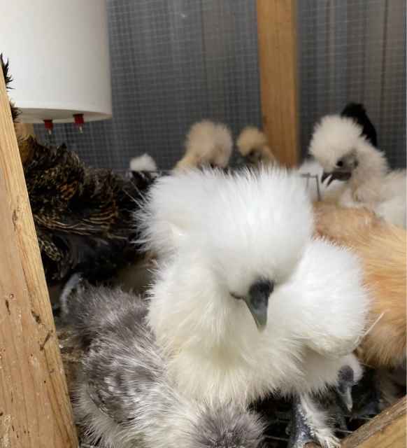 Young hens various breeds - silkies, cream legbar, Araucana, Ancona ...
