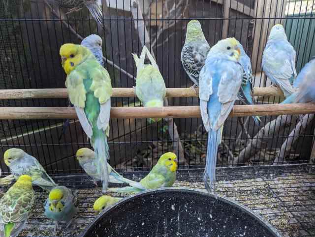 Beautiful baby to young Budgies available | Birds | Gumtree Australia ...