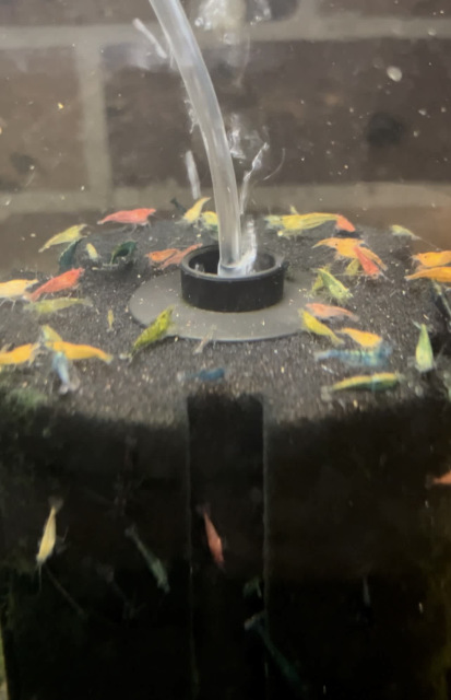 Cherry shrimp 🦐 Green jade, Snowball, Skittles | Fish | Gumtree ...